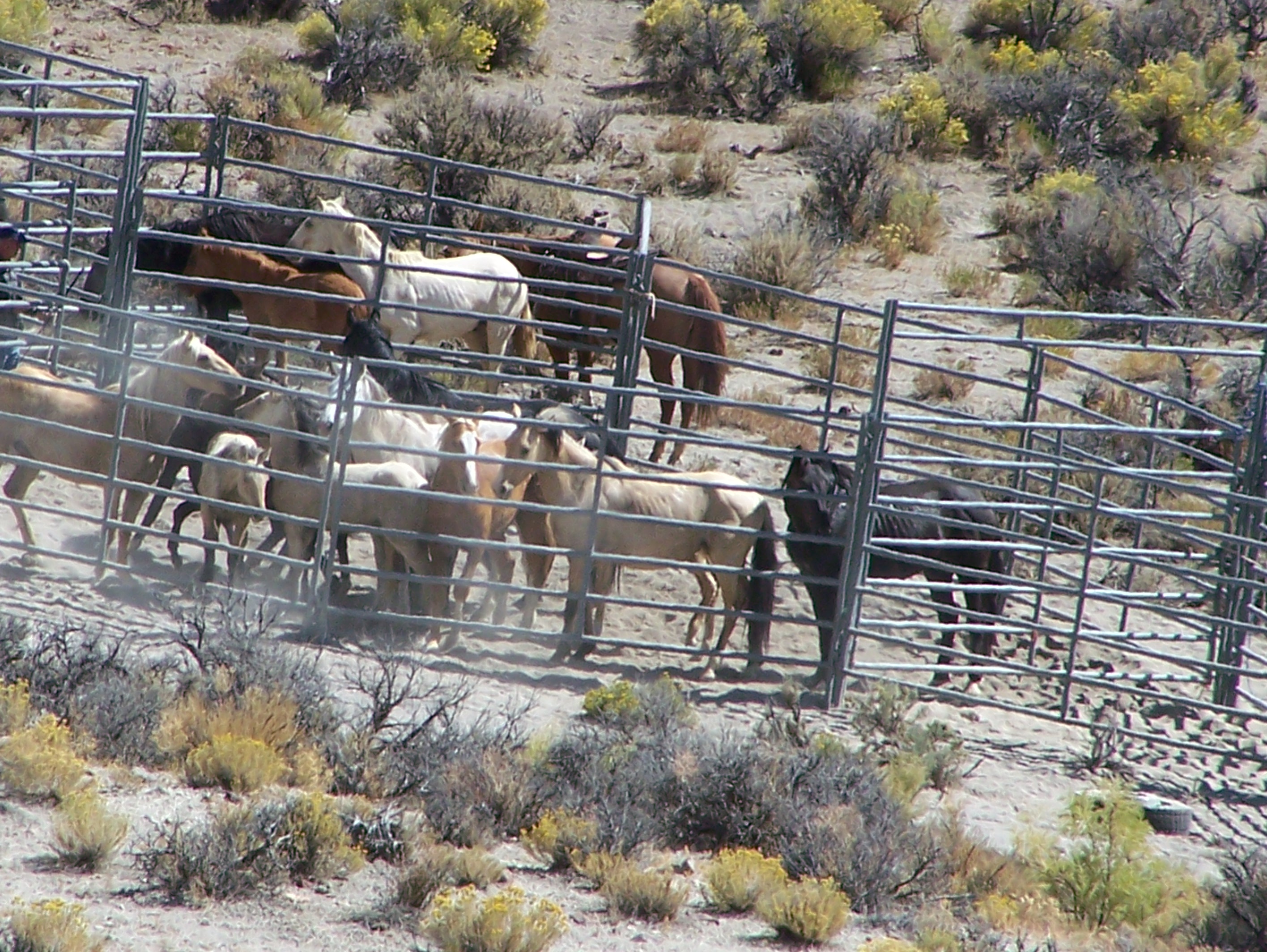 BLM Rounding Up Mustangs in 2017 - Dancer's Legacy Foundation